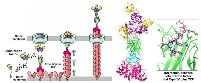 Fig. 2 [IMAGE] | EurekAlert! Science News Releases
