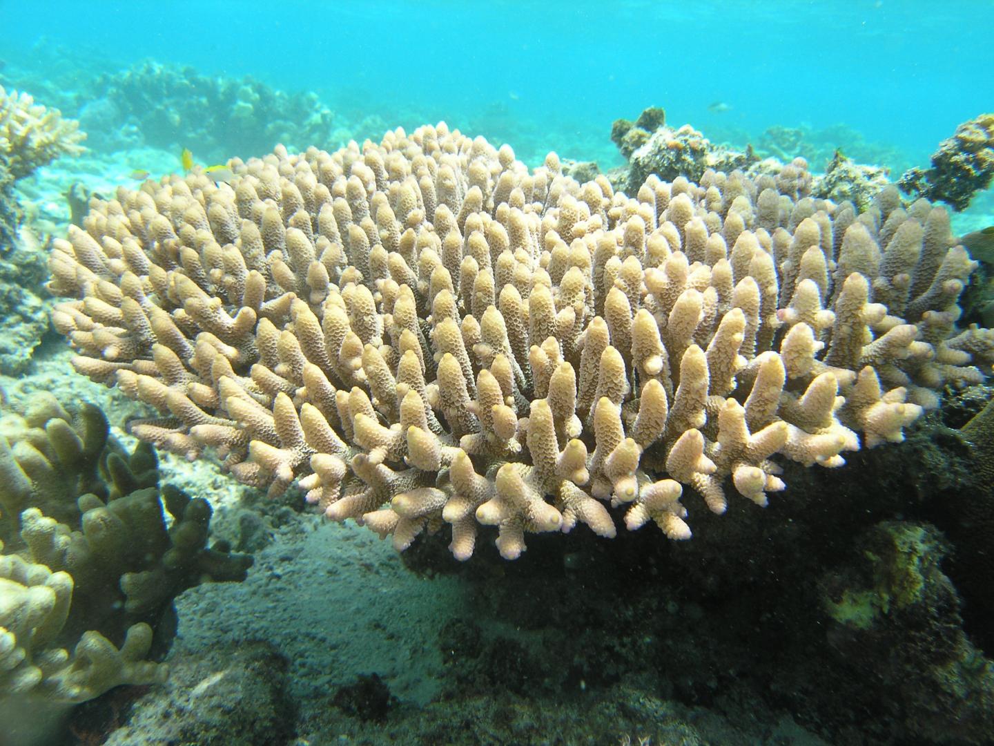 Acropora millepora [IMAGE] | EurekAlert! Science News Releases