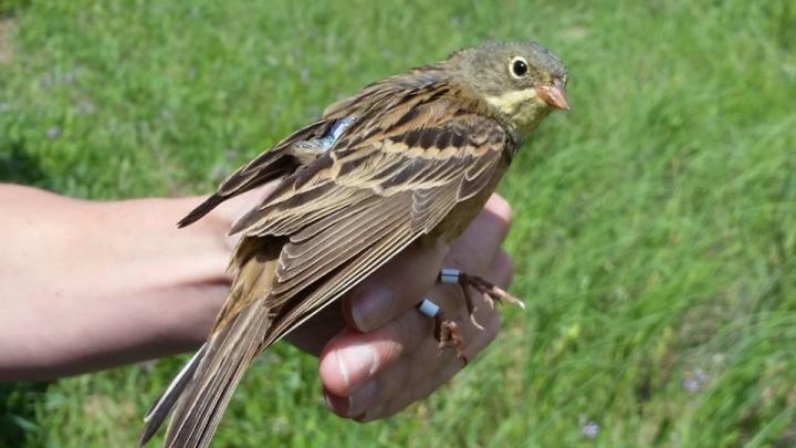 Ortolan Hunting in France Is U [IMAGE] | EurekAlert! Science News Releases
