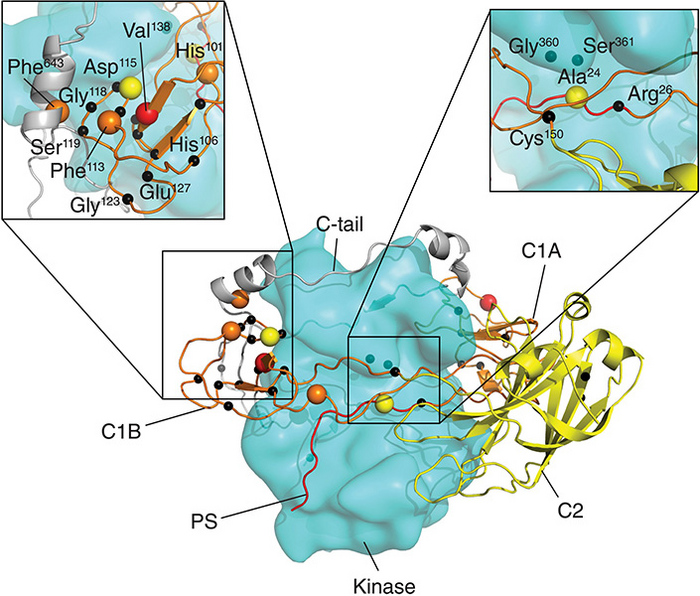 PKC gamma [IMAGE] | EurekAlert! Science News Releases