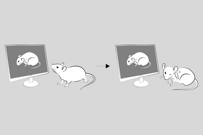 Scientists ID pathway that triggers mice to s | EurekAlert!