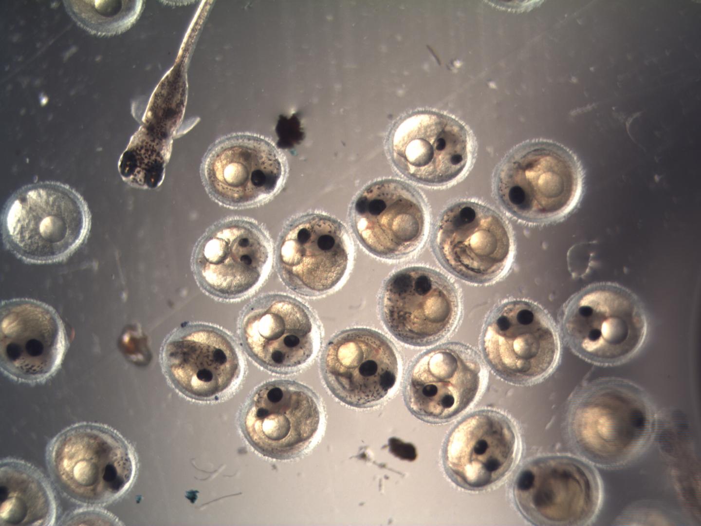 In Killifish: Diapause Protects Life From Nor | EurekAlert!