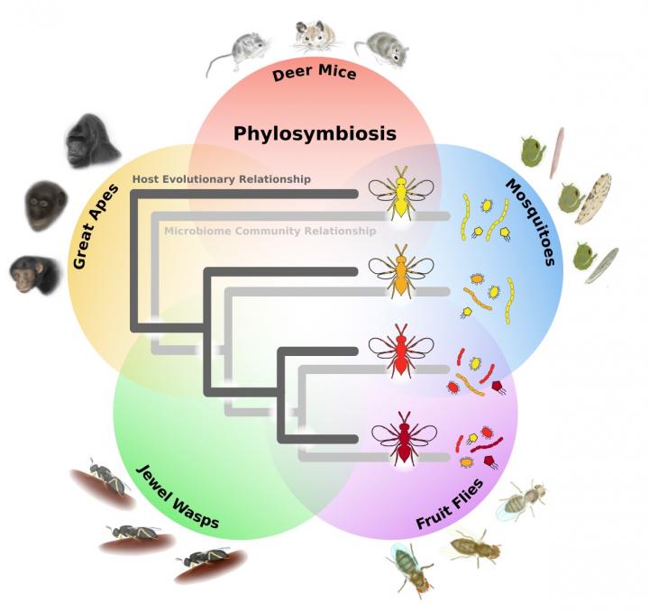 Phylosymbiosis Illustration [IMAGE] | EurekAlert! Science News Releases