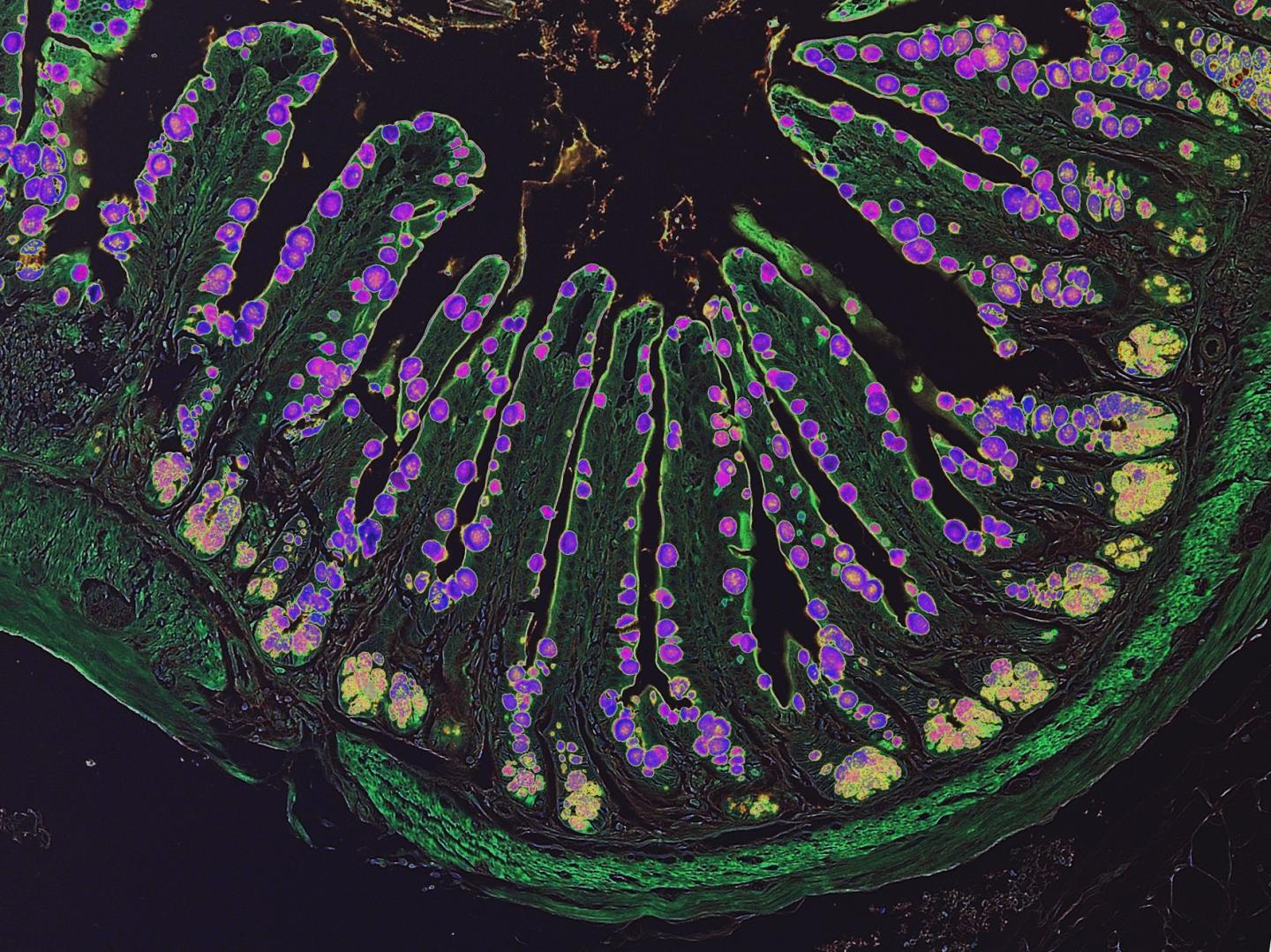 Image [IMAGE] | EurekAlert! Science News Releases