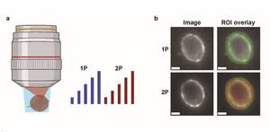 New insights into neural circuit imaging: A c | EurekAlert!
