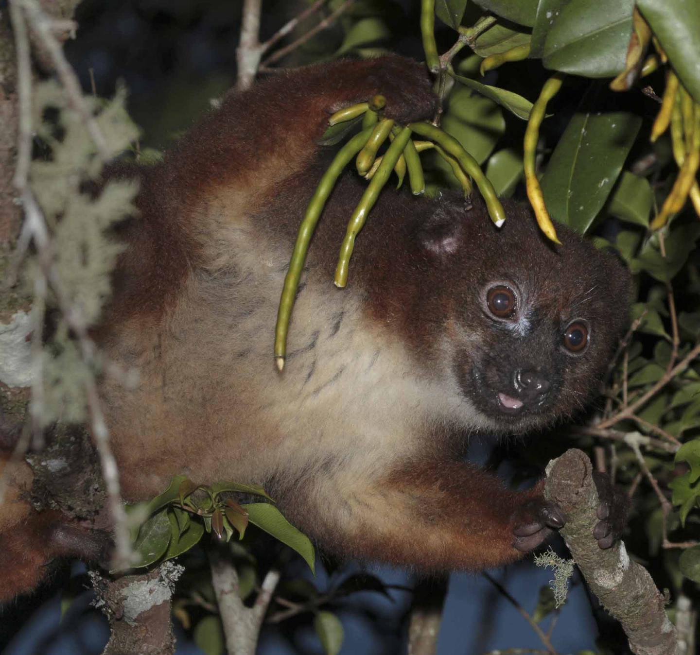 Fruit Scent Likely Evolved to [IMAGE] | EurekAlert! Science News Releases