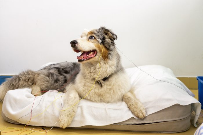 Dog under EEG experiment [IMAGE] | EurekAlert! Science News Releases