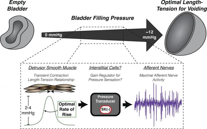 'Transient contractions' in urinary bladder m | EurekAlert!