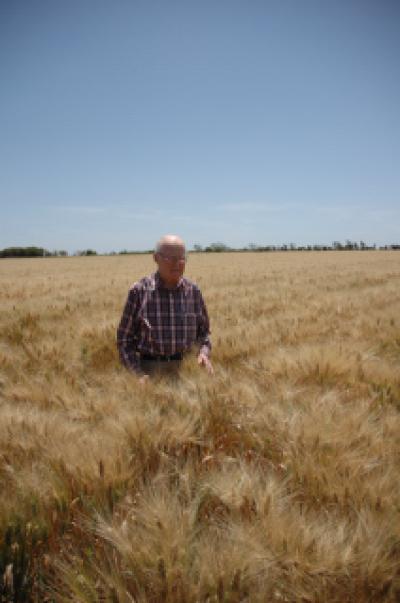Borlaug is golden | EurekAlert!