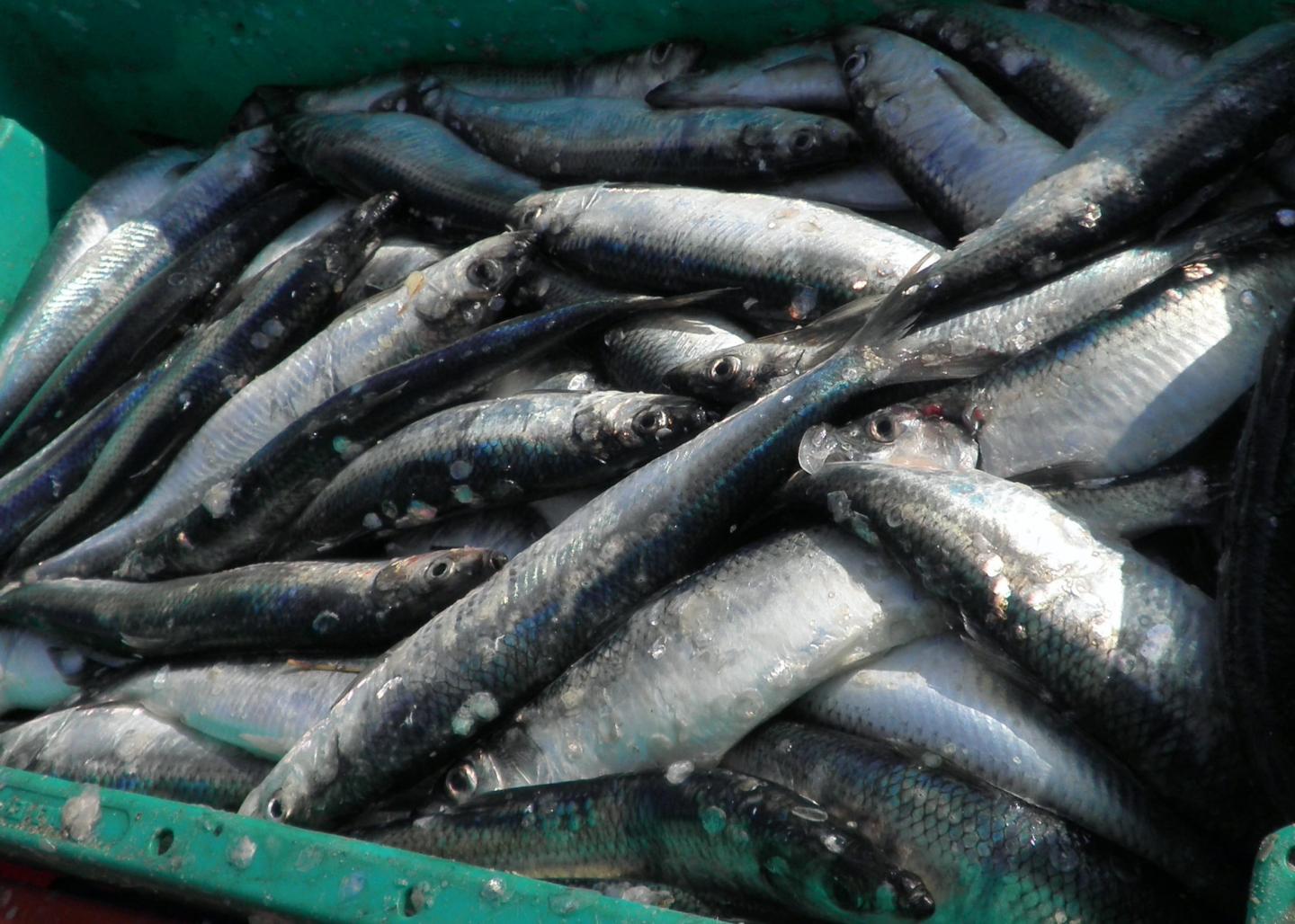 Herring fish [IMAGE] | EurekAlert! Science News Releases