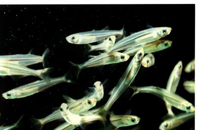 Menidia [IMAGE] | EurekAlert! Science News Releases