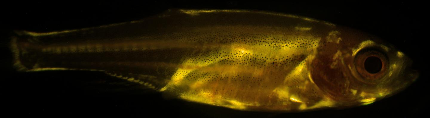 Fat Zebrafish [IMAGE] | EurekAlert! Science News Releases