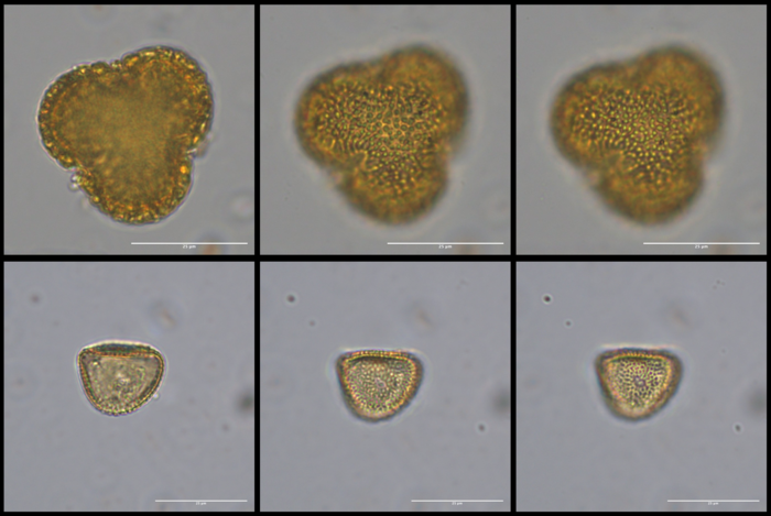 Pine Pollen Grain Labeled
