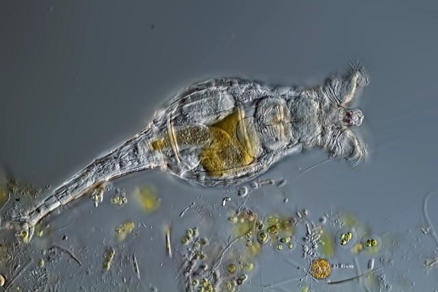 Bdelloid Rotifer [IMAGE] | EurekAlert! Science News Releases