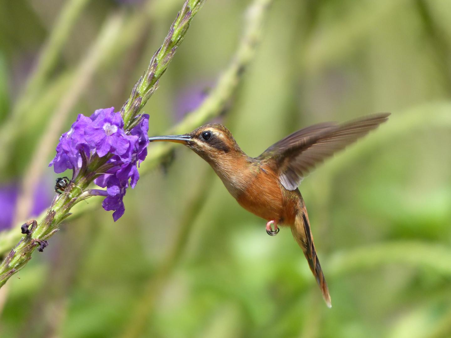 stripe-throated hermit [IMAGE] | EurekAlert! Science News Releases