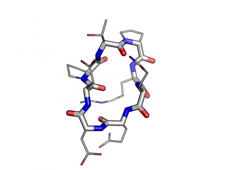 Designed Model for a Peptide [IMAGE] | EurekAlert! Science News Releases