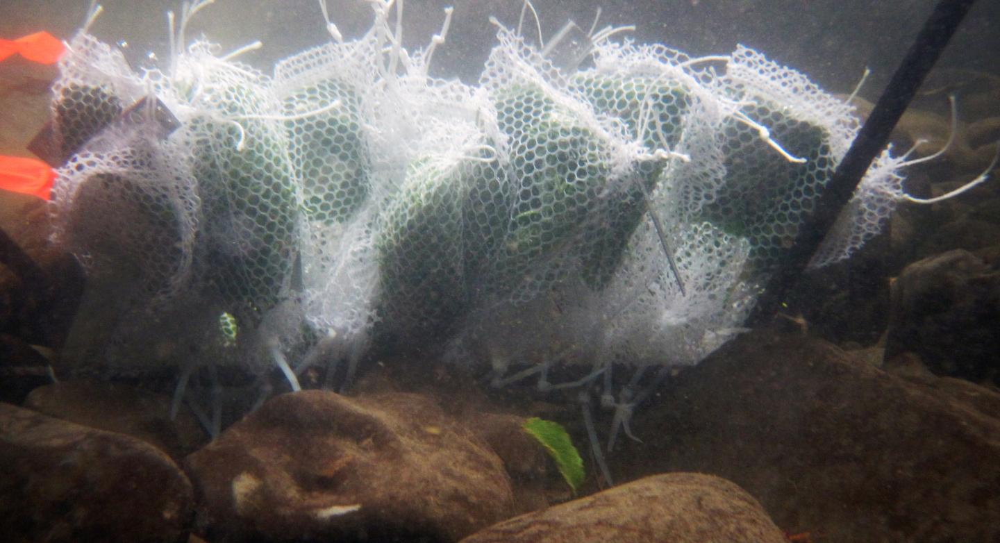 Leaf Packs [IMAGE] | EurekAlert! Science News Releases