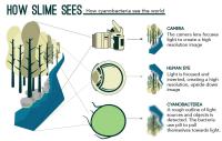 Slime can see | EurekAlert!
