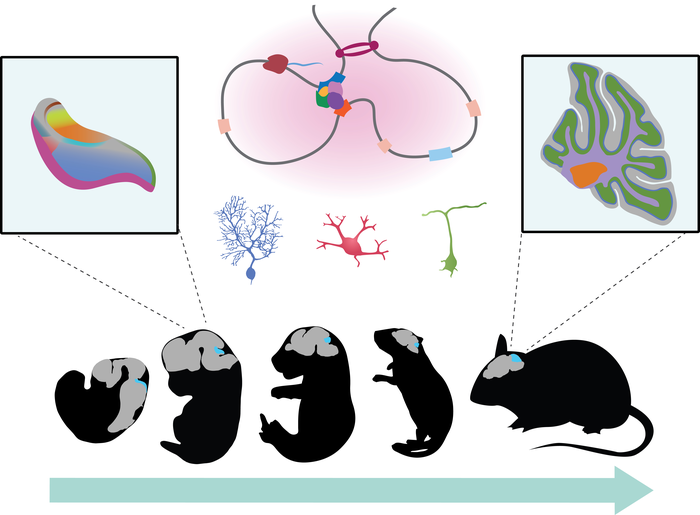 Mapping of Genetic Control Ele [IMAGE] | EurekAlert! Science News Releases