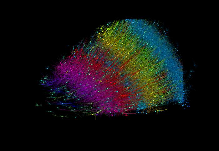 Excitatory neurons [IMAGE] | EurekAlert! Science News Releases