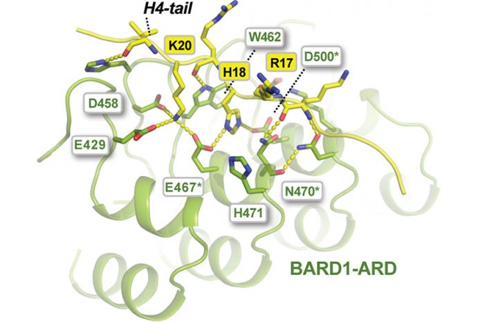 Molecule BARD1 [IMAGE] | EurekAlert! Science News Releases