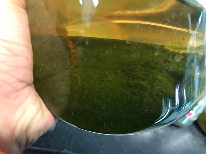 Microalgae [IMAGE] | EurekAlert! Science News Releases