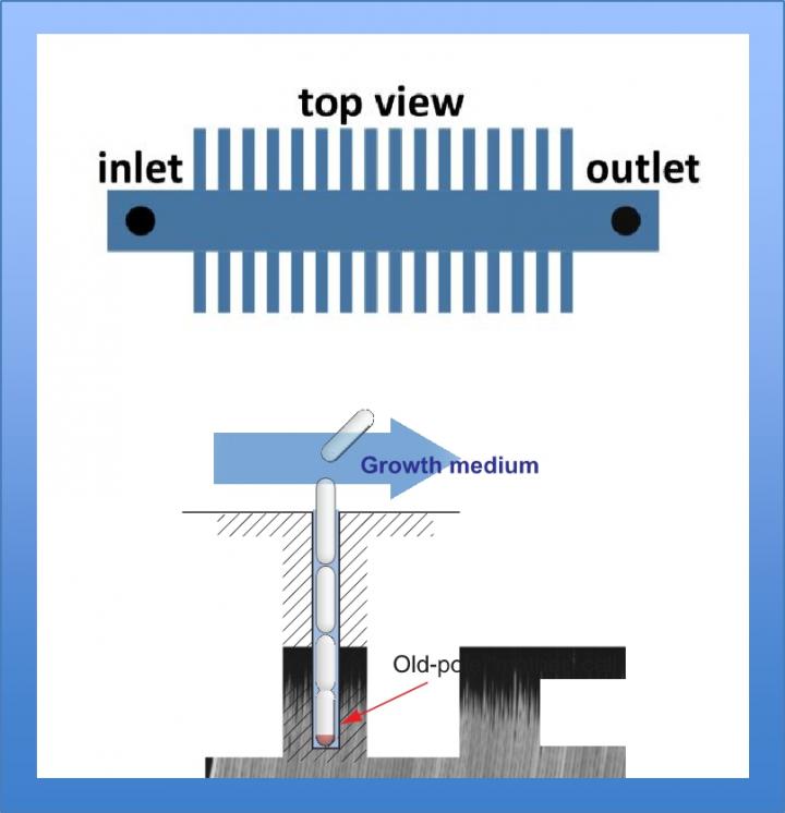 Mother Machine [IMAGE] | EurekAlert! Science News Releases