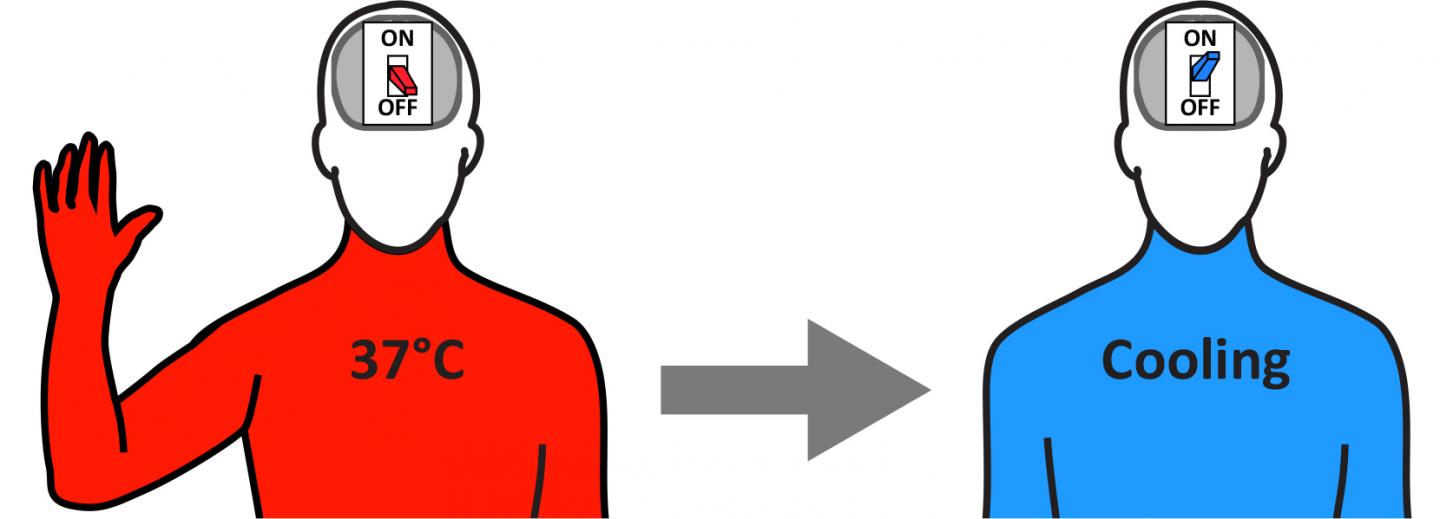 Finally, the Brain Sensor That Turns Down the | EurekAlert!