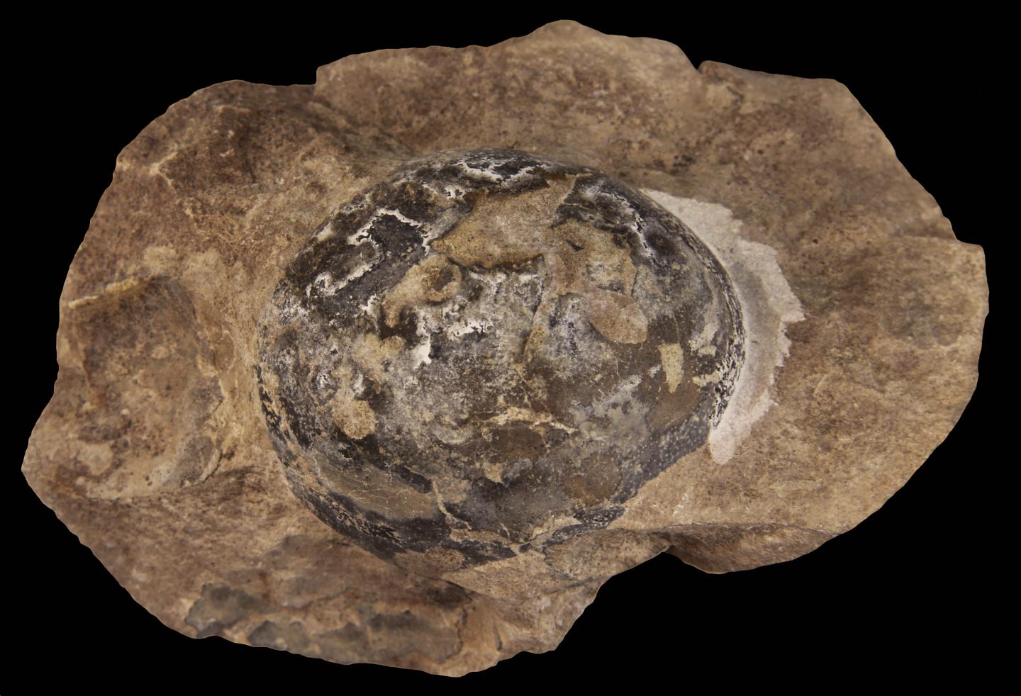 Mussaurus Egg [IMAGE] | EurekAlert! Science News Releases