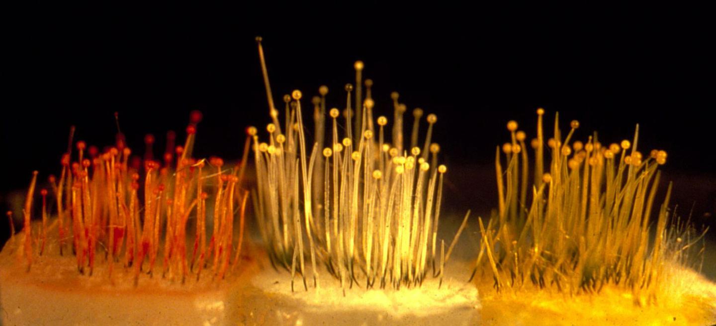 Fruiting Bodies of Phycomyc [IMAGE] | EurekAlert! Science News Releases