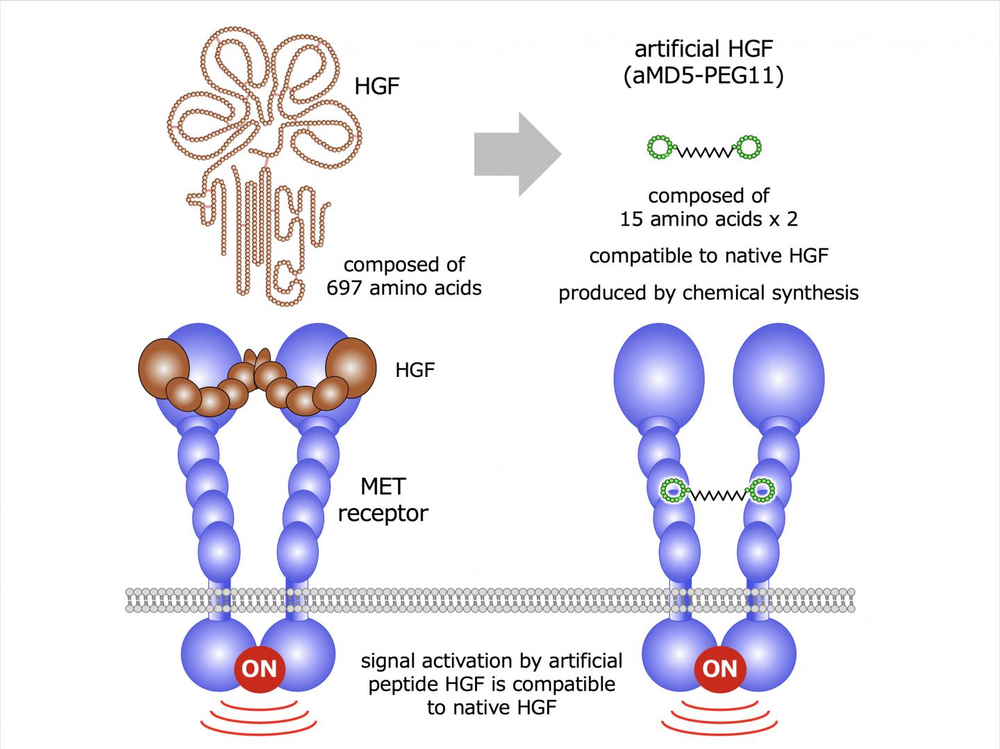 Outline of Discovery [IMAGE] | EurekAlert! Science News Releases