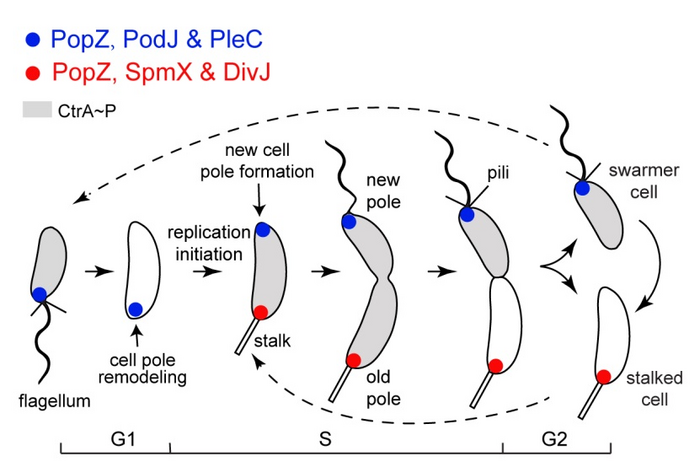 Distinct signaling hubs locali [IMAGE] | EurekAlert! Science News Releases