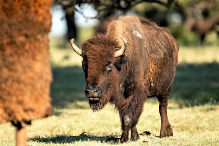 Bison [IMAGE] | EurekAlert! Science News Releases