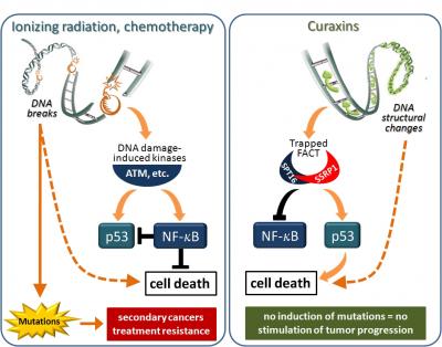 Curaxins: Small Molecules Pack Big Punch for | EurekAlert!