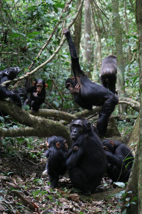 Group of chimpanzees including [IMAGE] | EurekAlert! Science News Releases