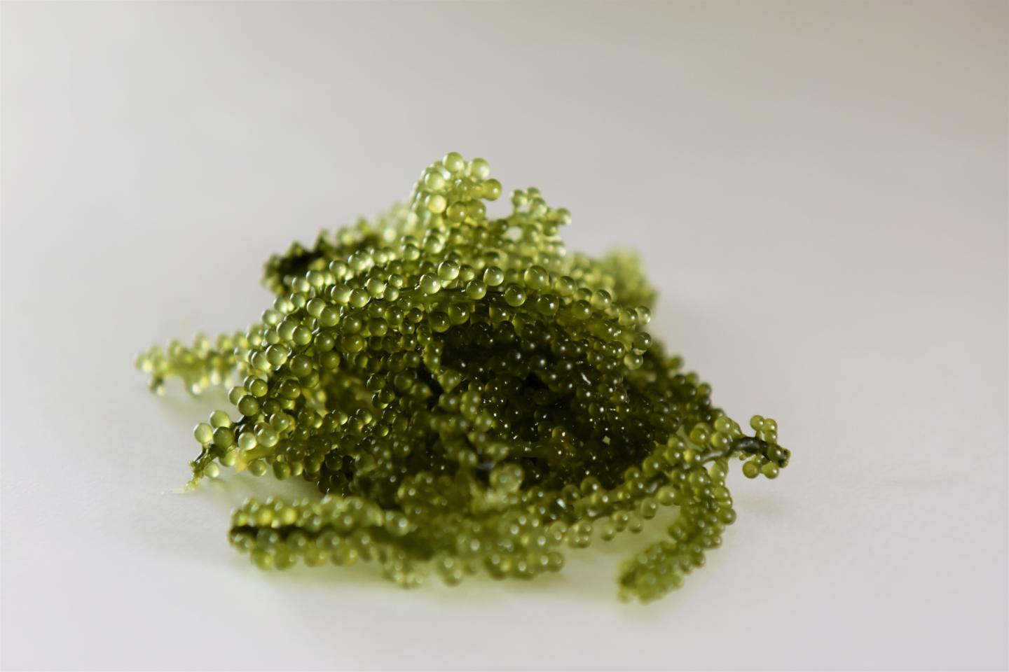 Sea Grapes [IMAGE] | EurekAlert! Science News Releases