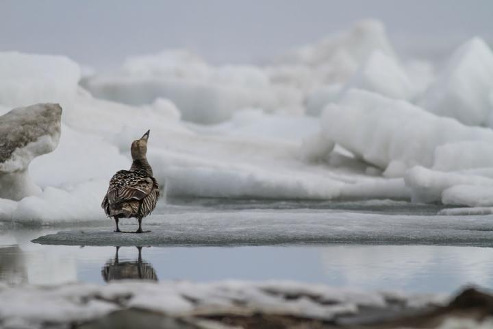 Eider Duck [IMAGE] | EurekAlert! Science News Releases