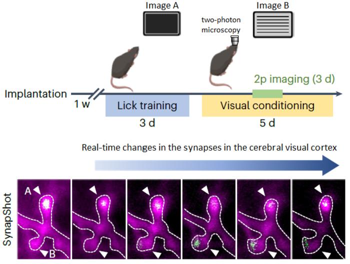 Image 05 [IMAGE] | EurekAlert! Science News Releases