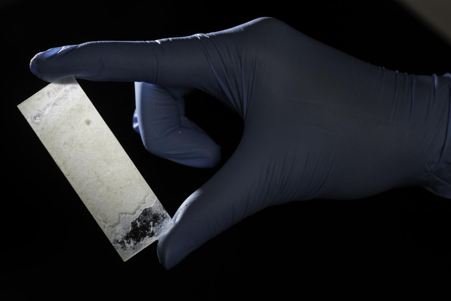 Nacre Layers [IMAGE] | EurekAlert! Science News Releases