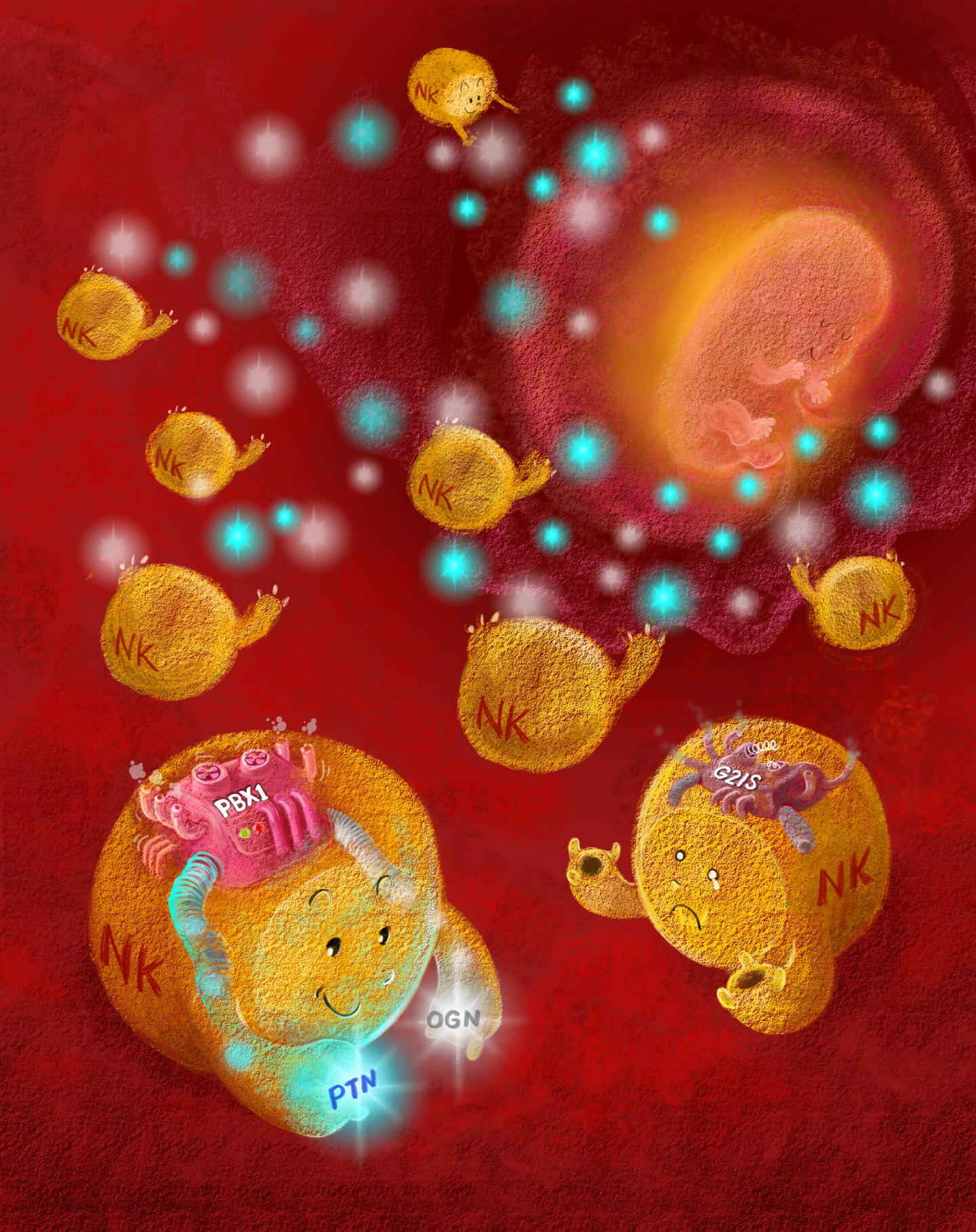 How Natural Killer Cells in the Uterus Gently | EurekAlert!