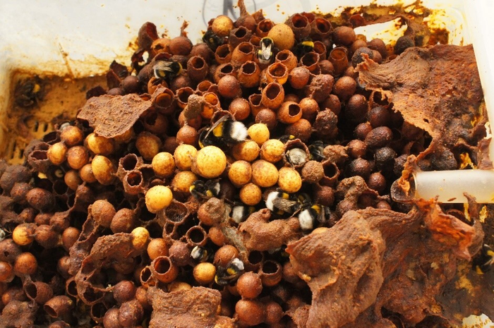 Bumblebee colony [IMAGE] | EurekAlert! Science News Releases