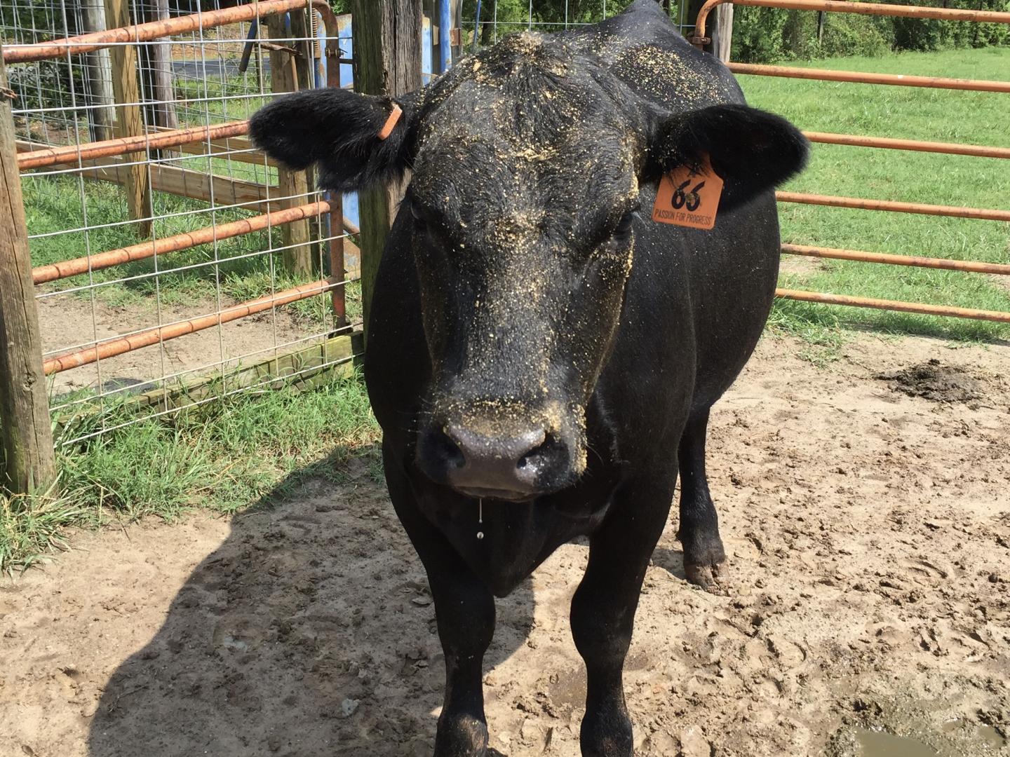 Growing pile of human and animal waste harbor | EurekAlert!