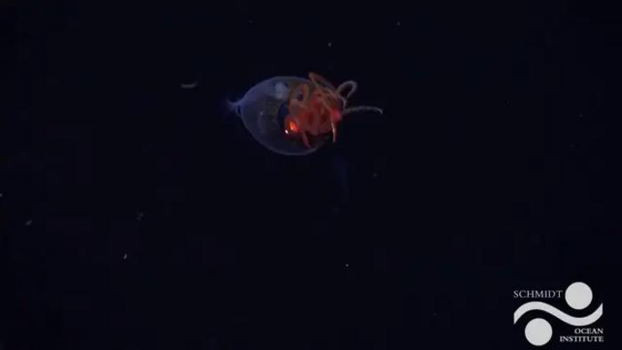 First confirmed footage of a colossal squid—a | EurekAlert!