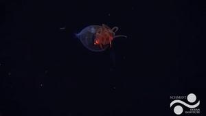 First confirmed footage of a colossal squid—a | EurekAlert!