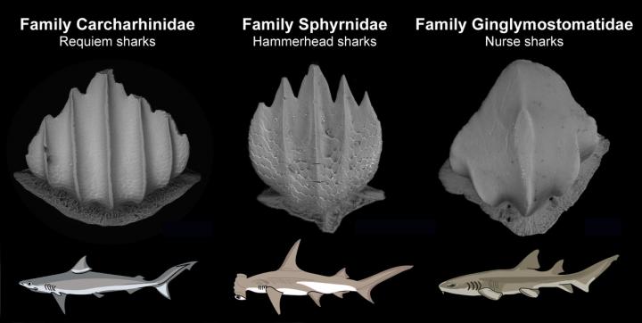 Denticle Family [IMAGE] | EurekAlert! Science News Releases