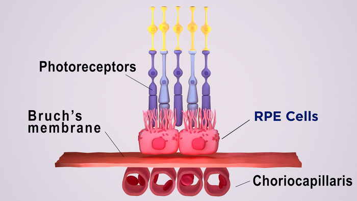 Illustration of outer blood re [IMAGE] | EurekAlert! Science News Releases