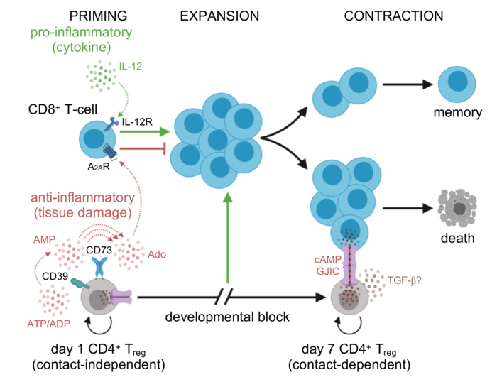 The body fights infection amidst 'waves' of r | EurekAlert!