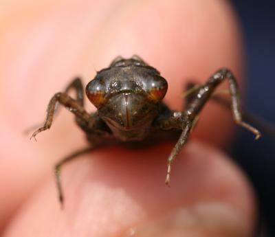 Hungry Dragonfly Larvae Eat Th [IMAGE] | EurekAlert! Science News Releases