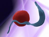 X-Ray Laser Pulses Reveal Key Parasite Enzyme | EurekAlert!