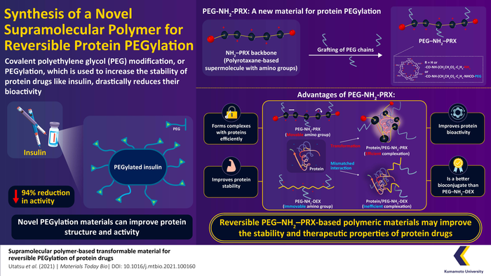 Stabilizing protein drugs with a new reversib | EurekAlert!